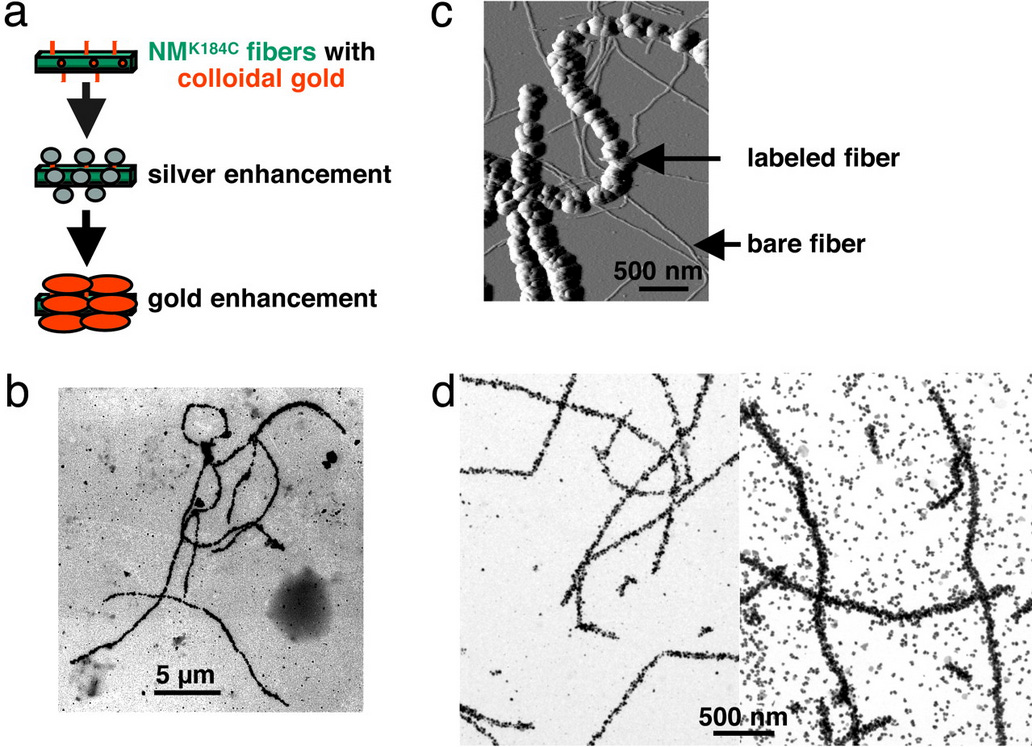 Darkfield Microscopy Shows Self Assembly Of Microfilament In C19 ...