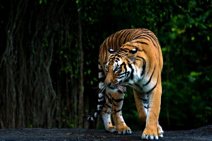 Why Do Tigers Symbolize Fearless Independence?