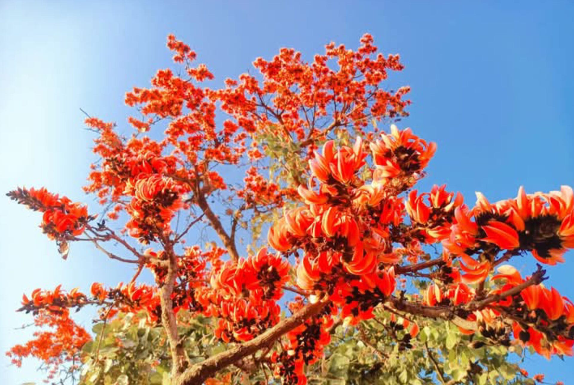 The Flame of Forest: Purulia's Blooming Palash