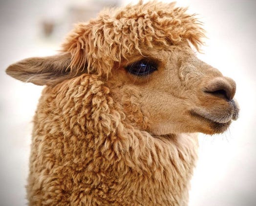Argos, Alpaca in court case, Woody's worst films, & surveys - Stop ...