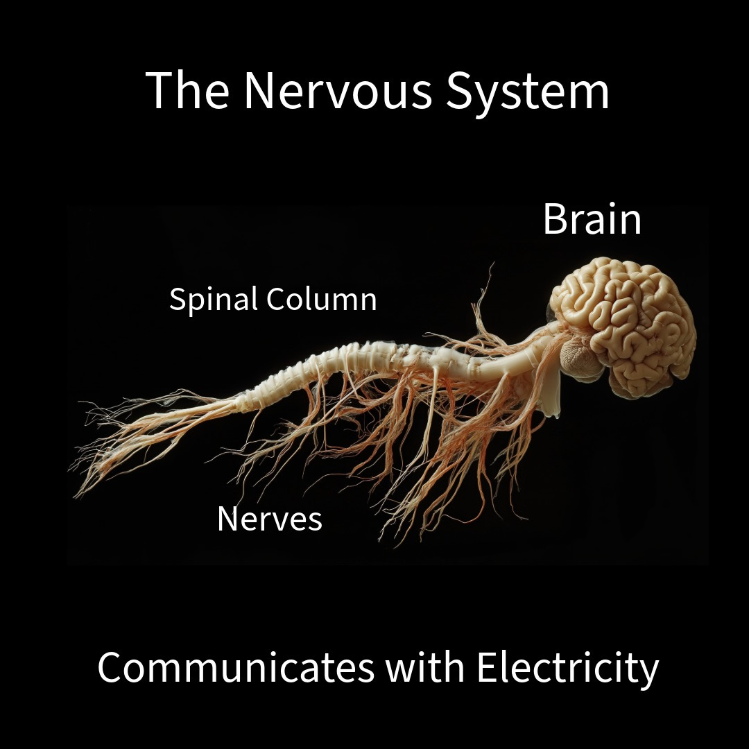 Signals and Systems: How Our Bodies Communicate Through Electricity and ...