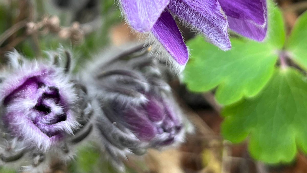 arctic pasque flower