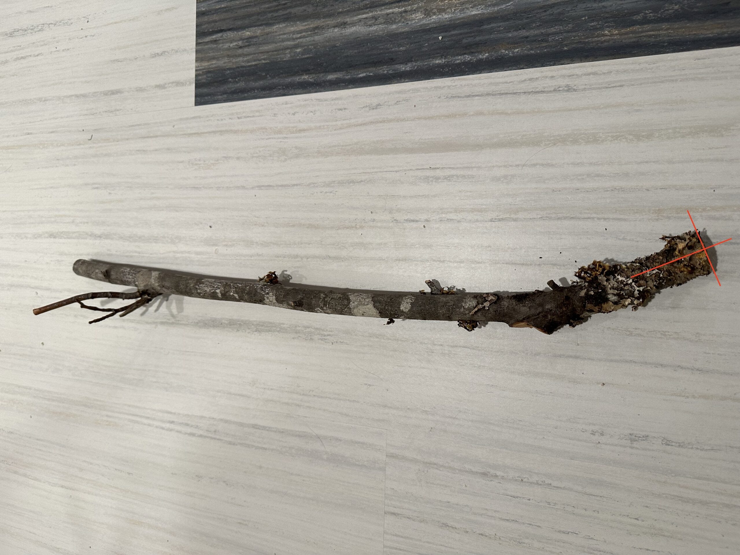 How I made “perch trees” for our aviaries