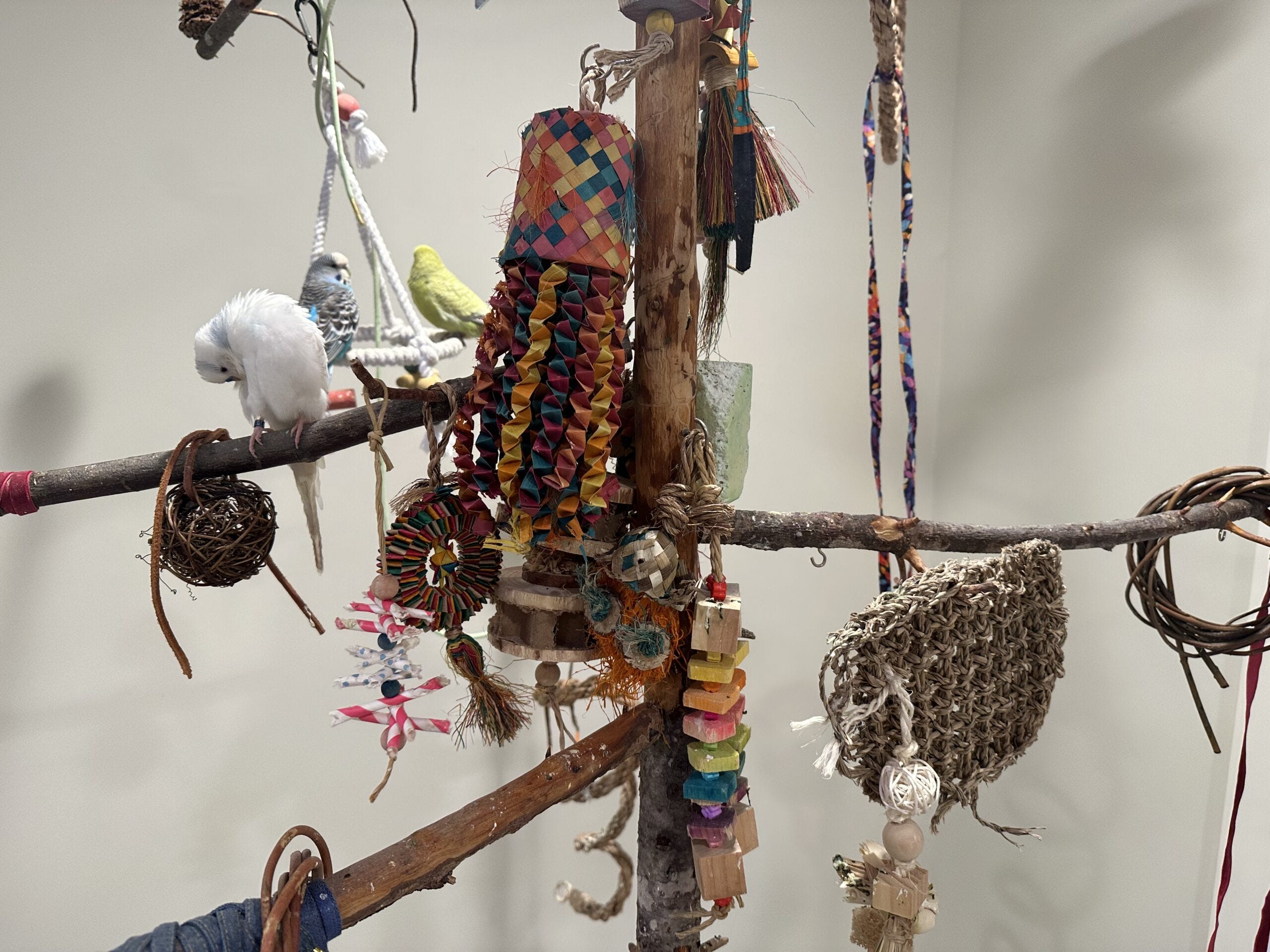 How I made “perch trees” for our aviaries