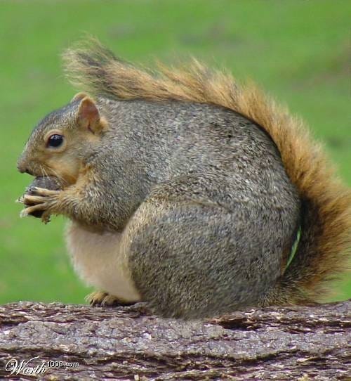 The Ballad of the Chonky Squirrel... - by Violet, PhD