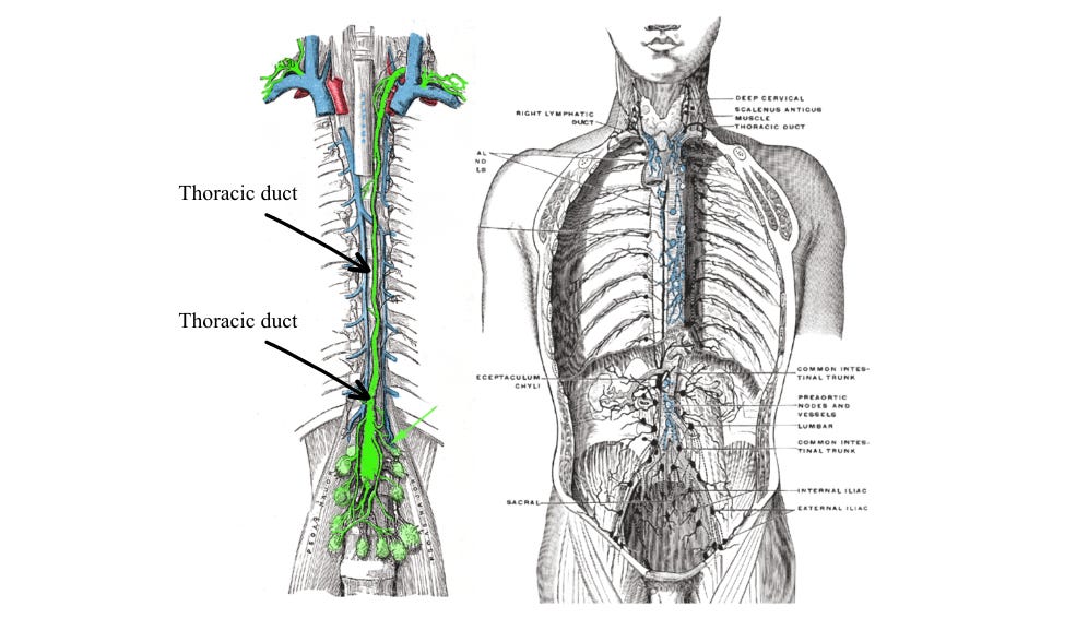 Lymphatic drainage blueprint for a sculpted stomach, gut health ...