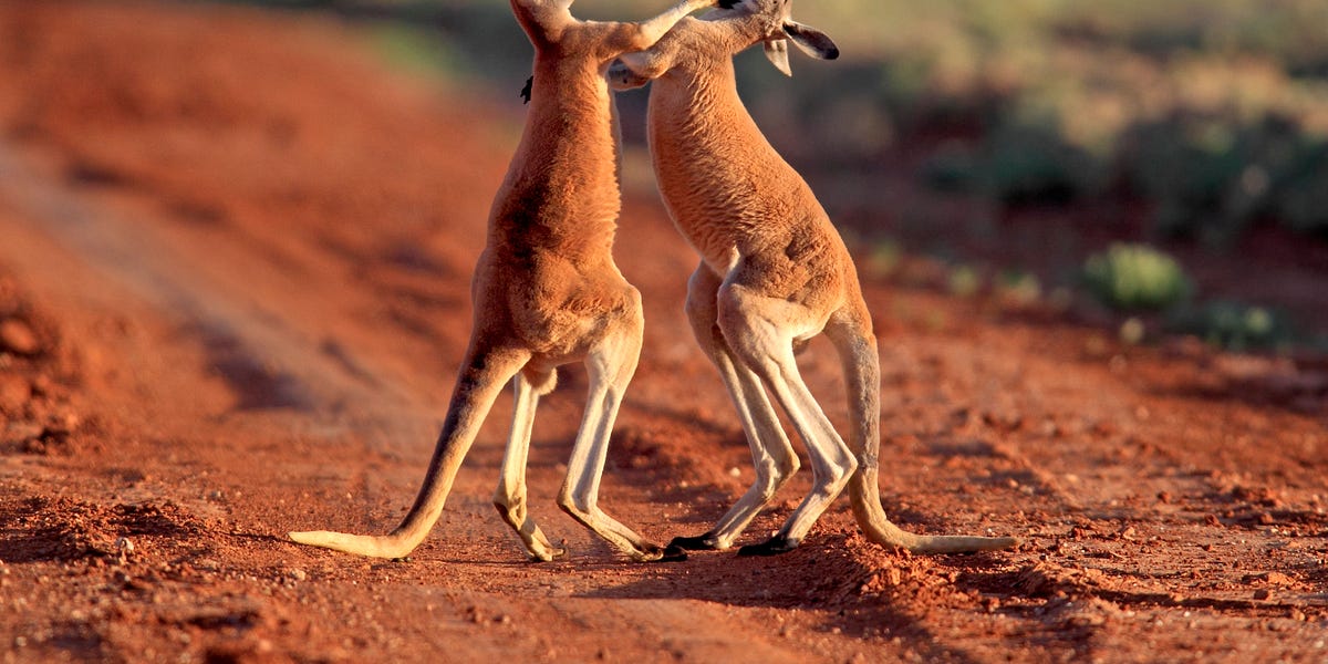 A rumble Down Under, a halftime report, and numbers and lies