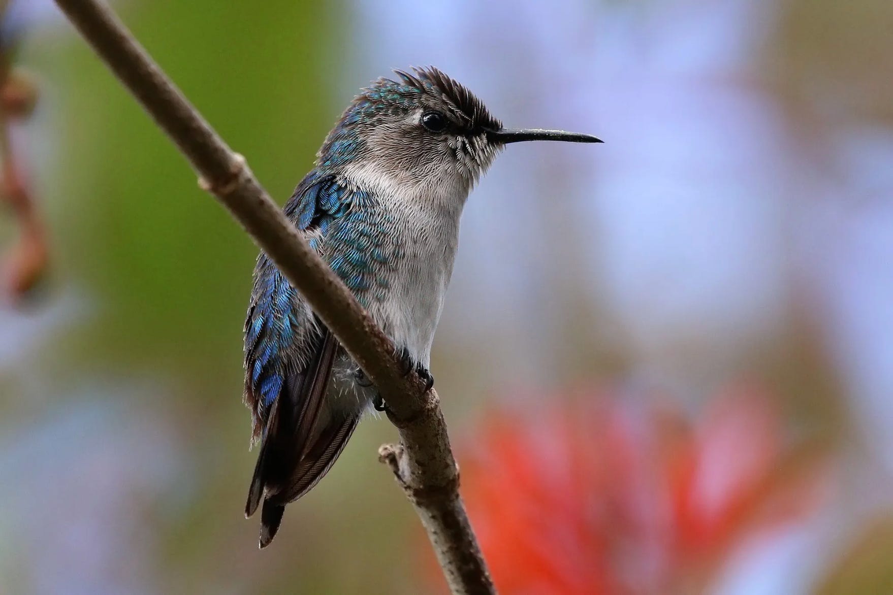 How do hummingbirds survive cold nights? - by GrrlScientist