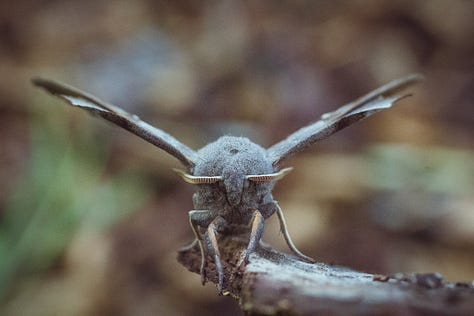 For the love of moths - by Holly - Shutter Squirrel