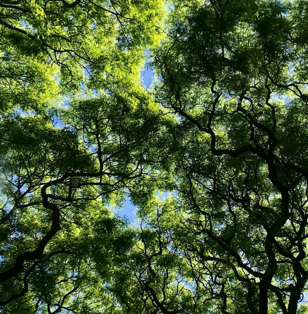 The Forest and the Trees - by Ragan Sutterfield