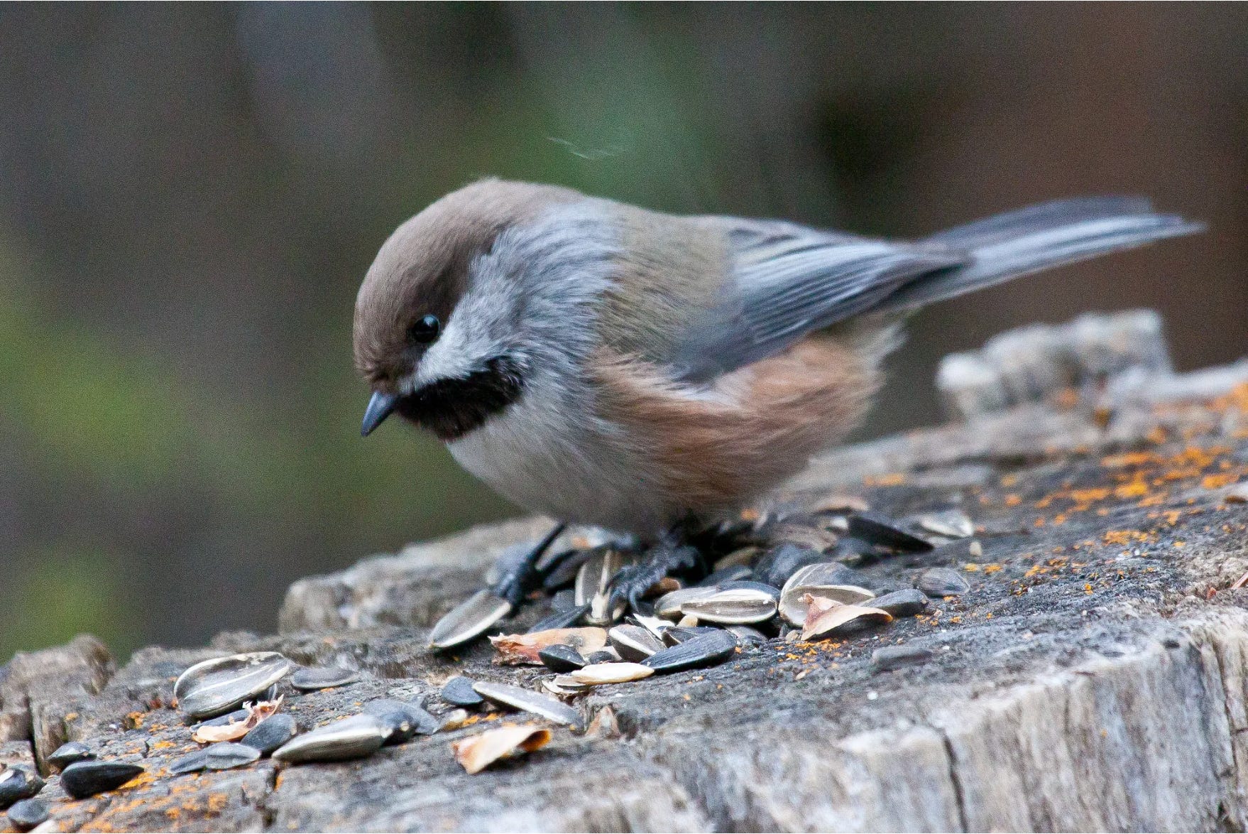 How do hummingbirds survive cold nights? - by GrrlScientist