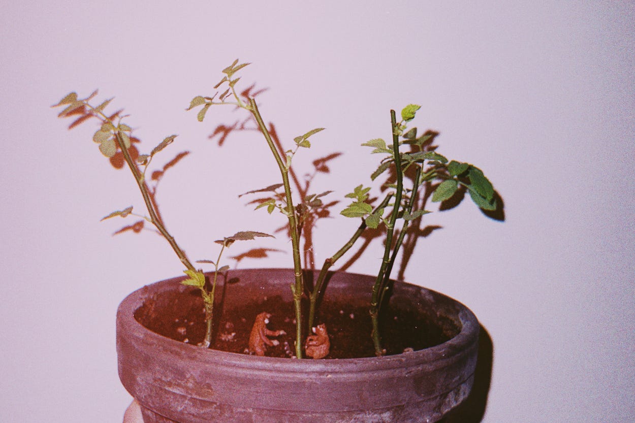 Denise Ho - 何韻詩 | Hocc | Substack