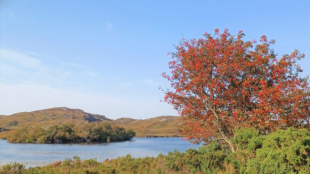 The Magic and Medicine of the Rowan Tree