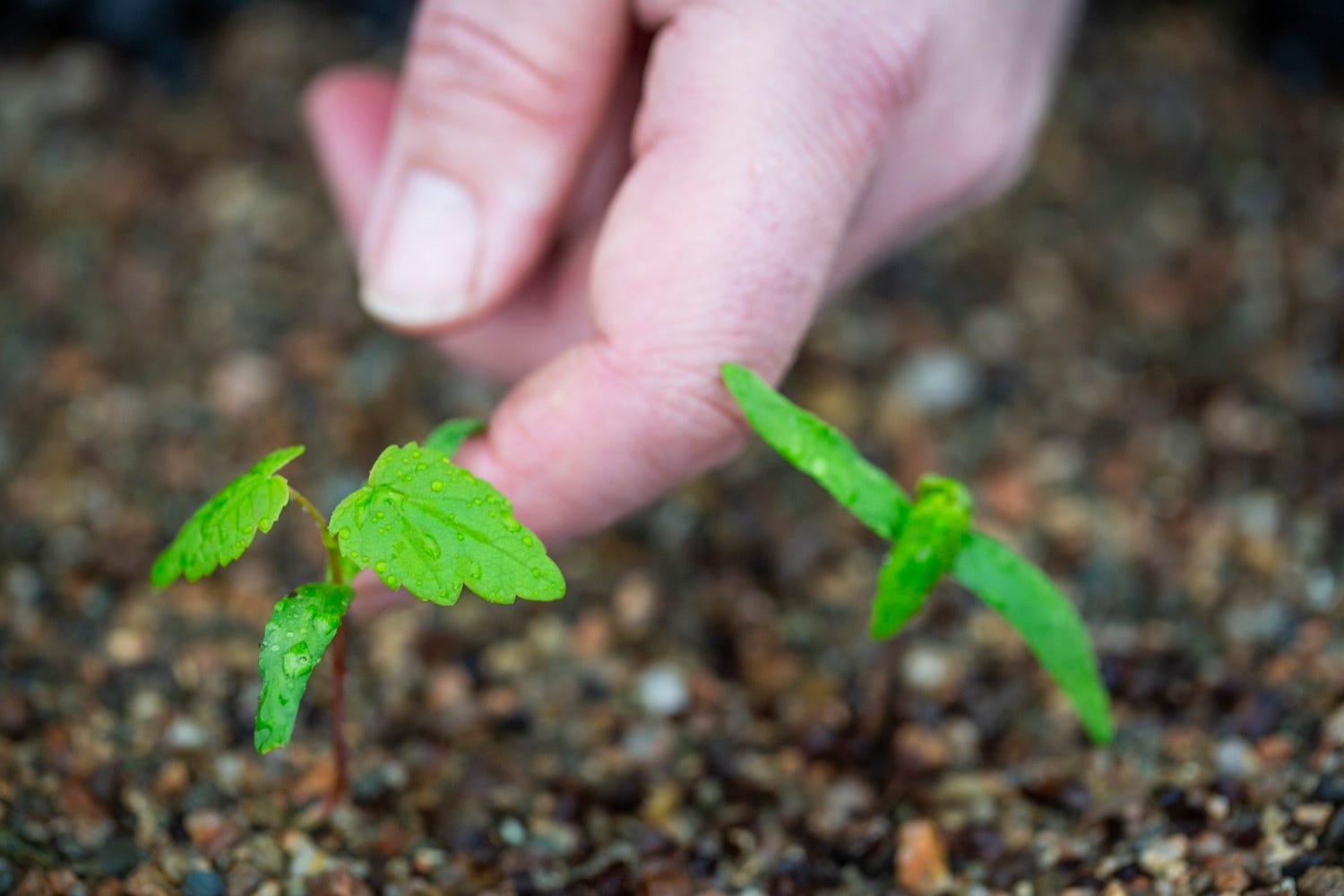 New life for Sycamore Gap as Tree of Hope saplings planted across the ...