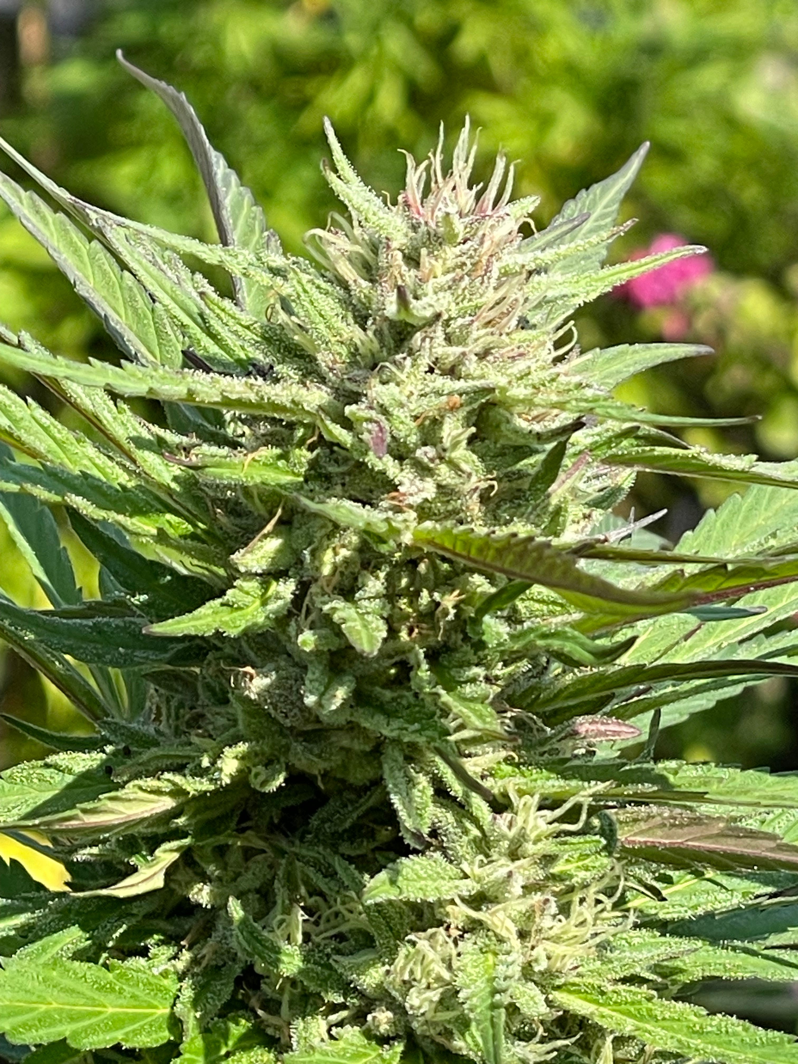 The Goddess of Marijuana: 60 Years with Sacred Cannabis