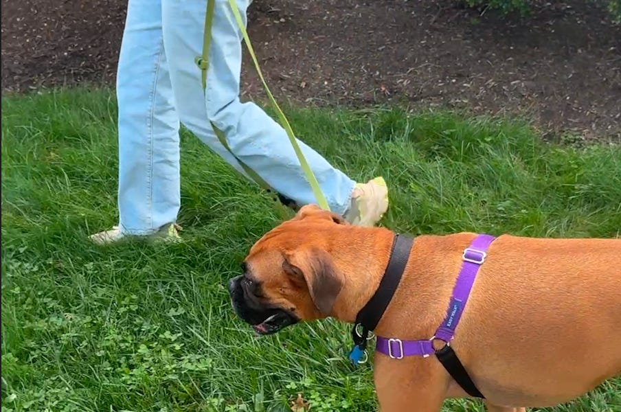 Why Is My Dog So Reactive? Part II: Turning Barking and Lunging Into ...