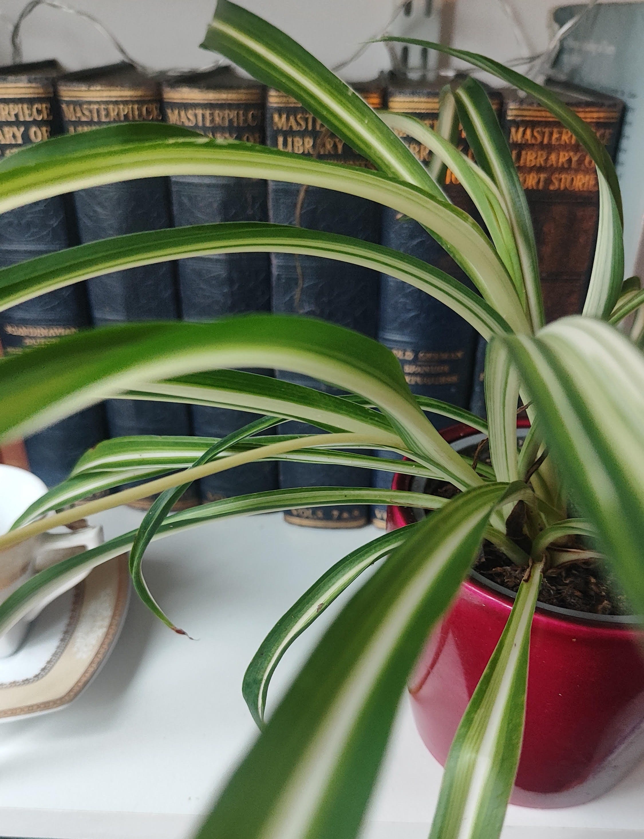 Writing into Colour - Writing As Wellbeing