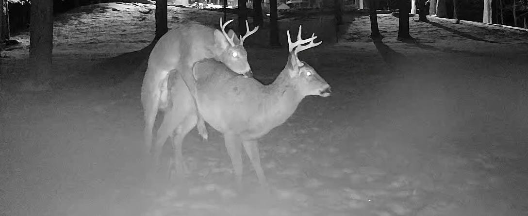 Full Mad King - by Charlie Sykes - To the Contrary