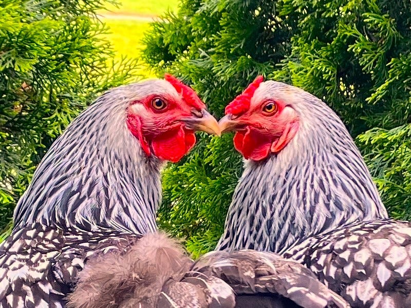 Love in the Time of Bird Flu: a Fowl Tail – The Burning Platform