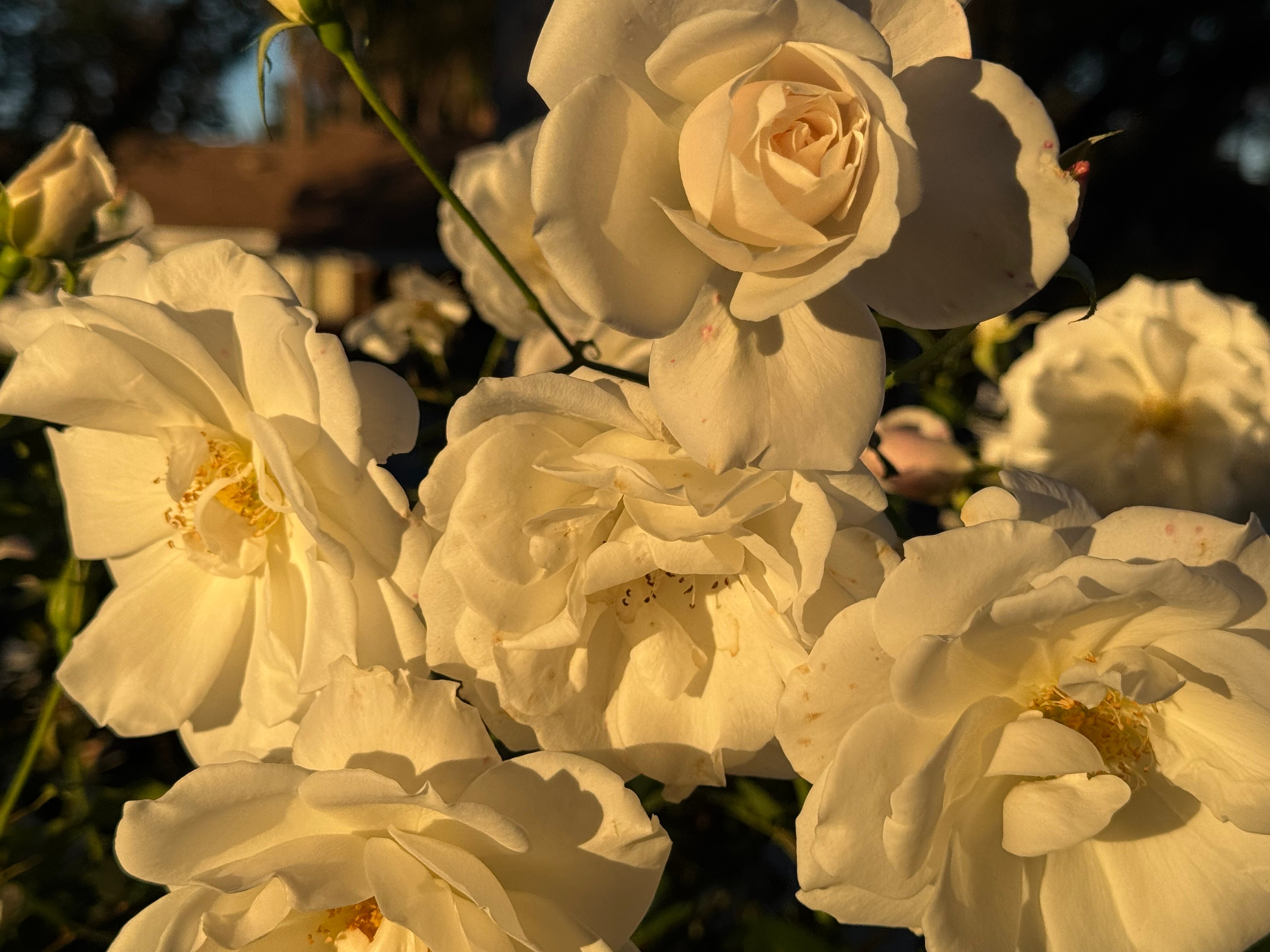 These liminal first weeks of winter - by zoe banoža