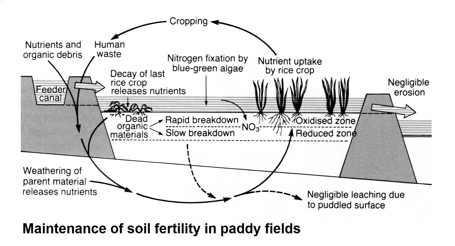 Traditional Rice Cultivation in Southeast Asia