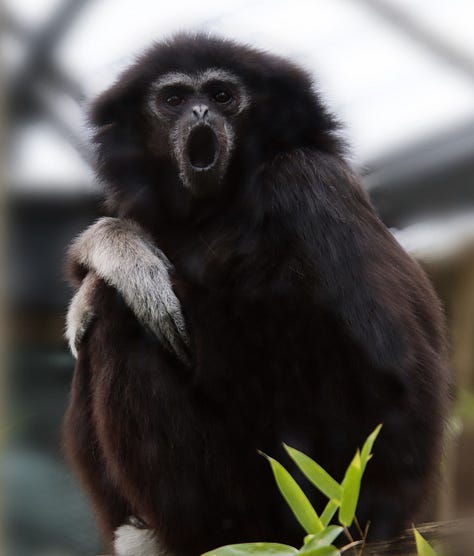 The Ape Family Tree - by Hannah Rose - Animal Anthology