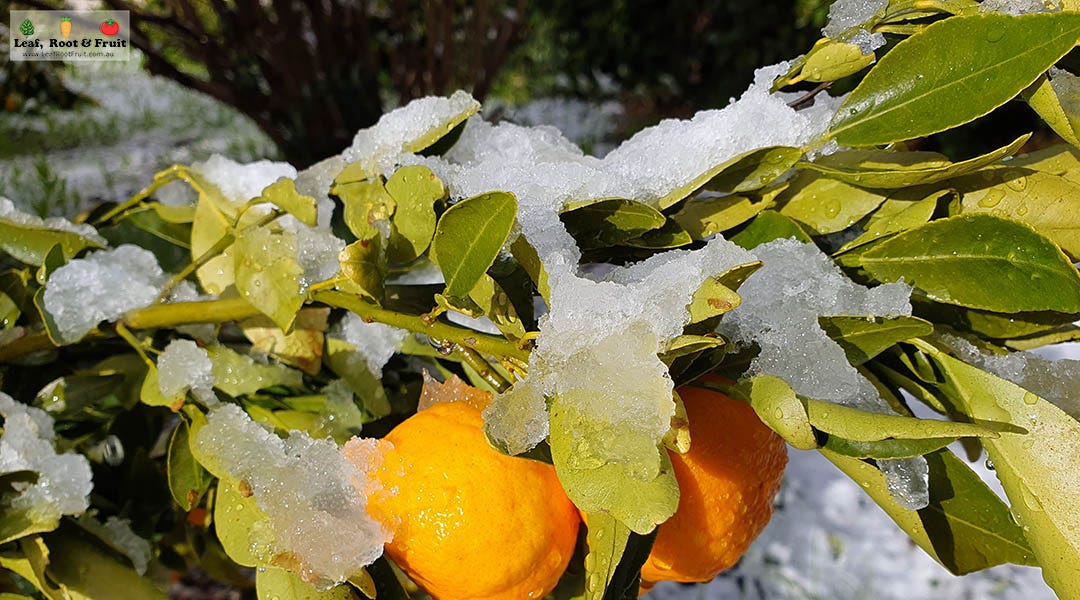 oranges growing climate