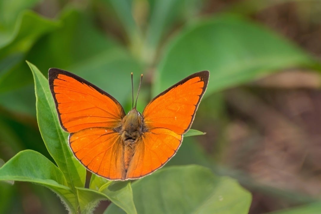 Macro photography reveals hidden art in butterfly and moth wings