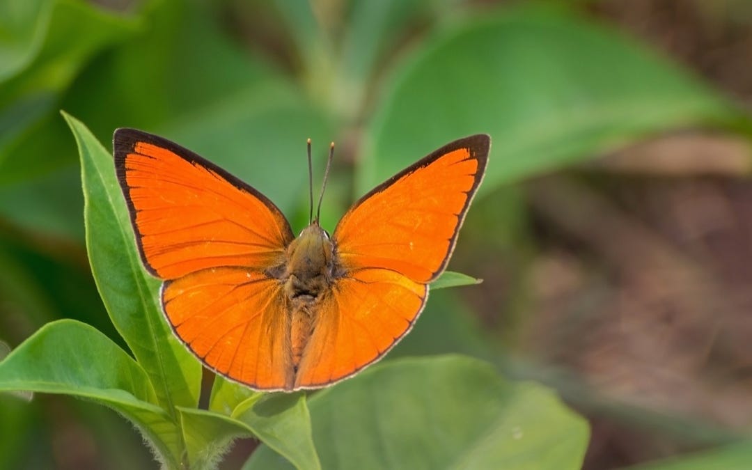 Macro photography reveals hidden art in butterfly and moth wings