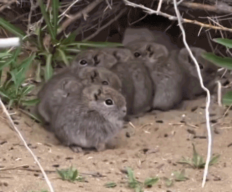 Cavy Babies - by Martini Glambassador