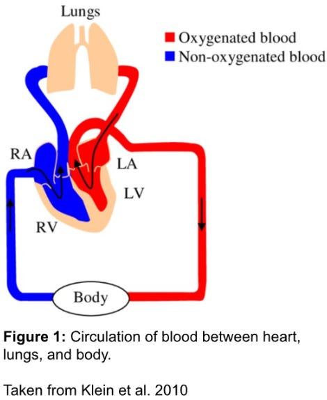 Physiological Adaptations From Exercise: The Heart