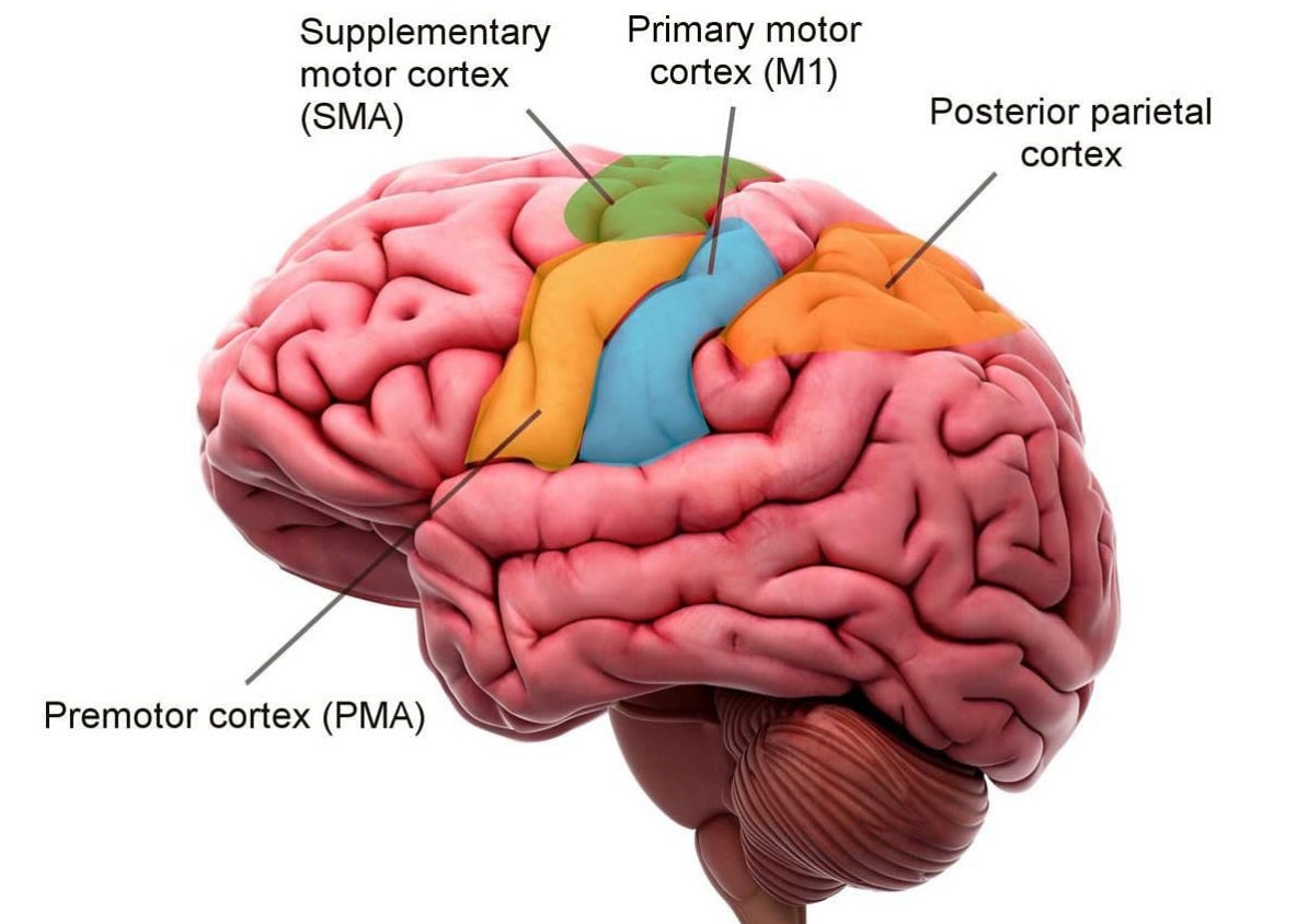 Why Your Right Body is Controlled by the Left Side of Your Brain