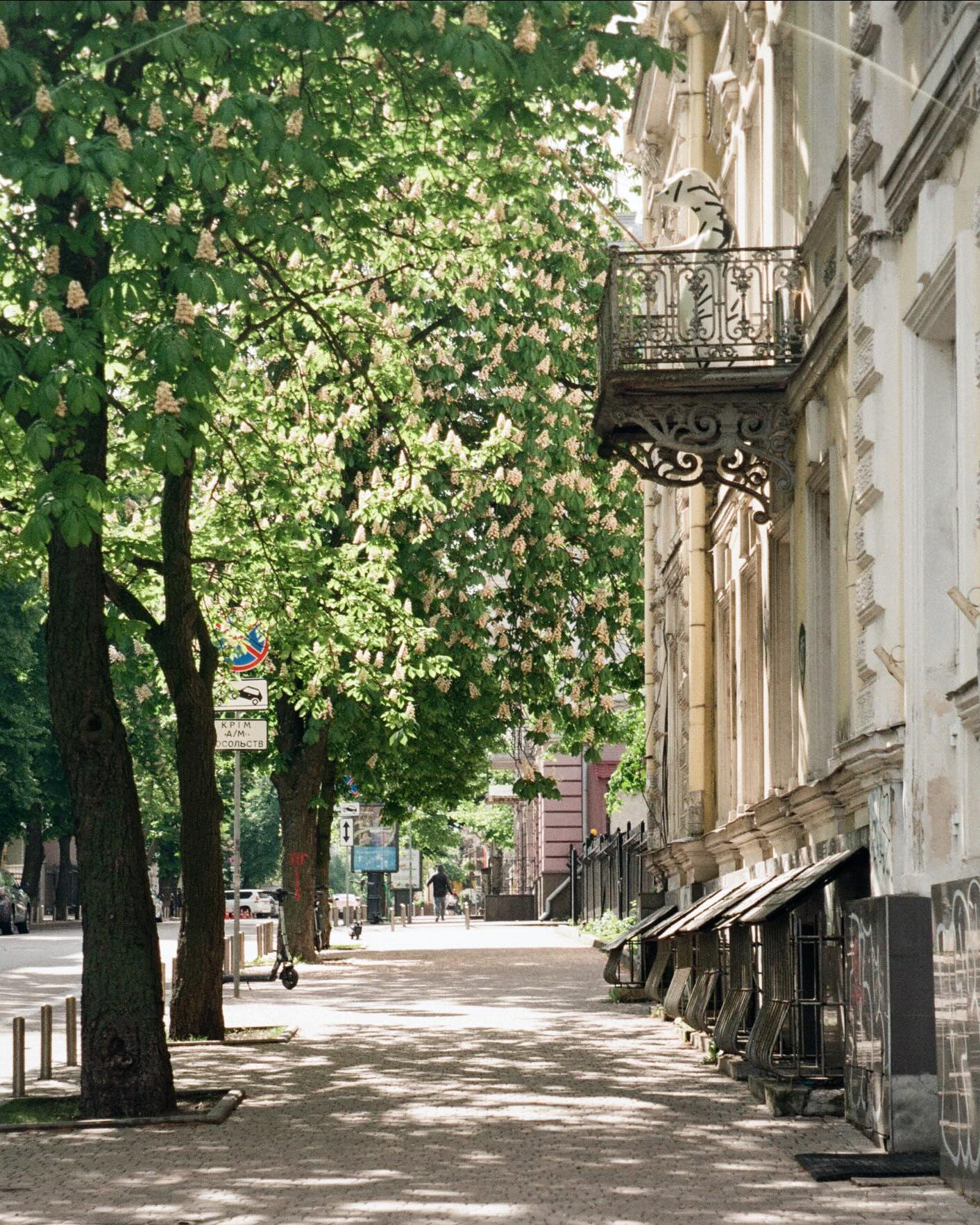 How chestnut trees became a symbol of Kyiv