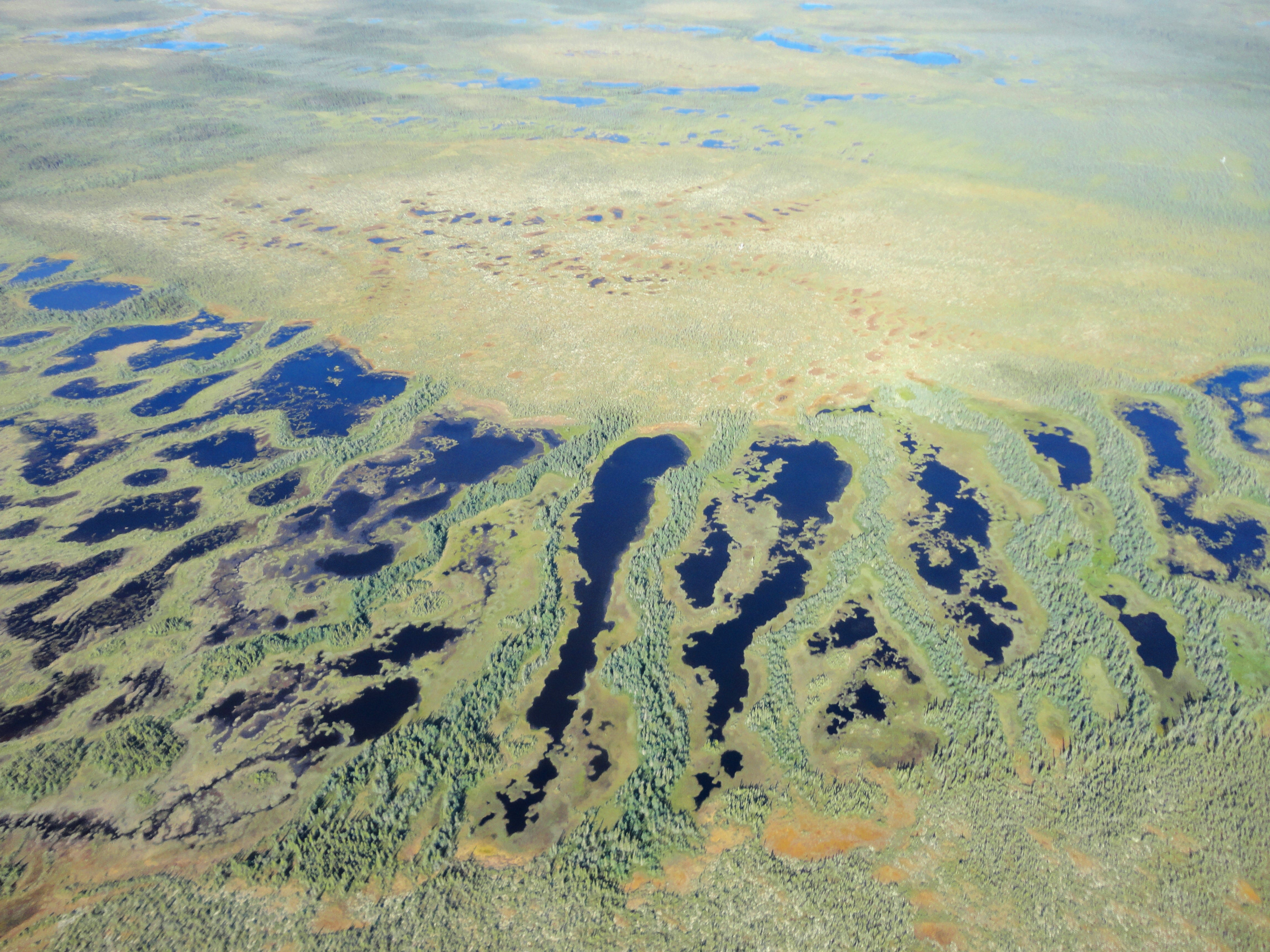 Fens, Bogs, and Swamps – A Watery World