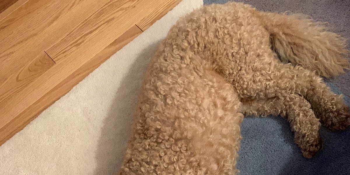 About Last Night - by Andy Borowitz - The Borowitz Report