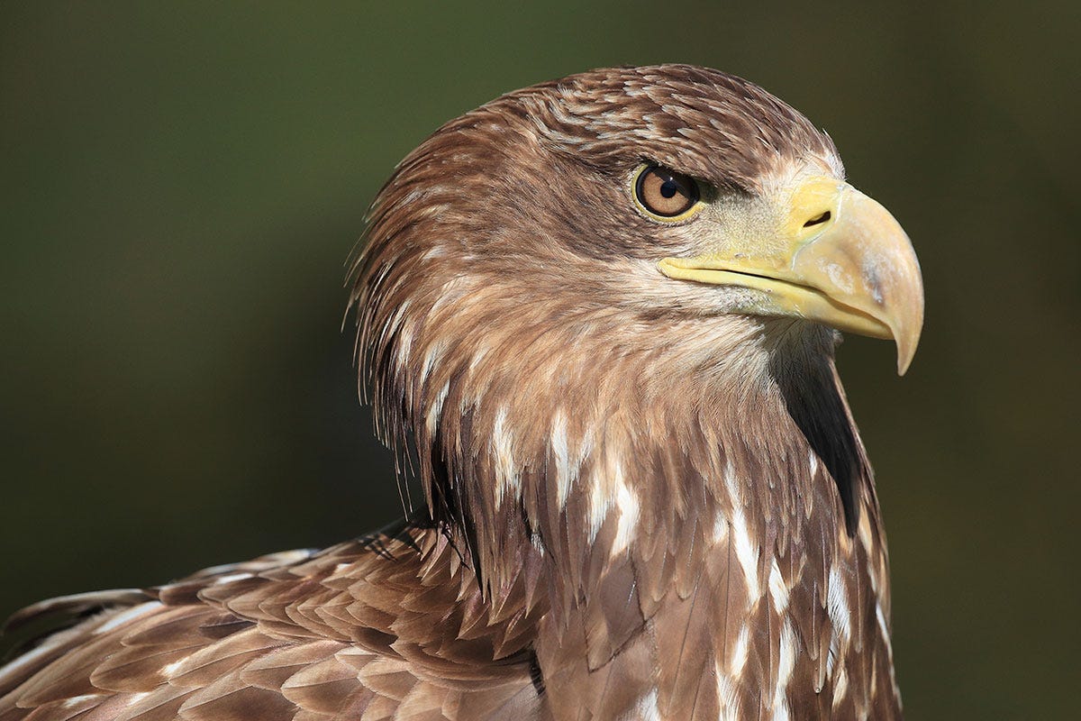 The White-tailed Eagle: The Revival of Britain’s Largest Bird of Prey