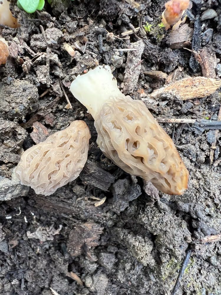 Everything You Need to Know About Morel Season 2026