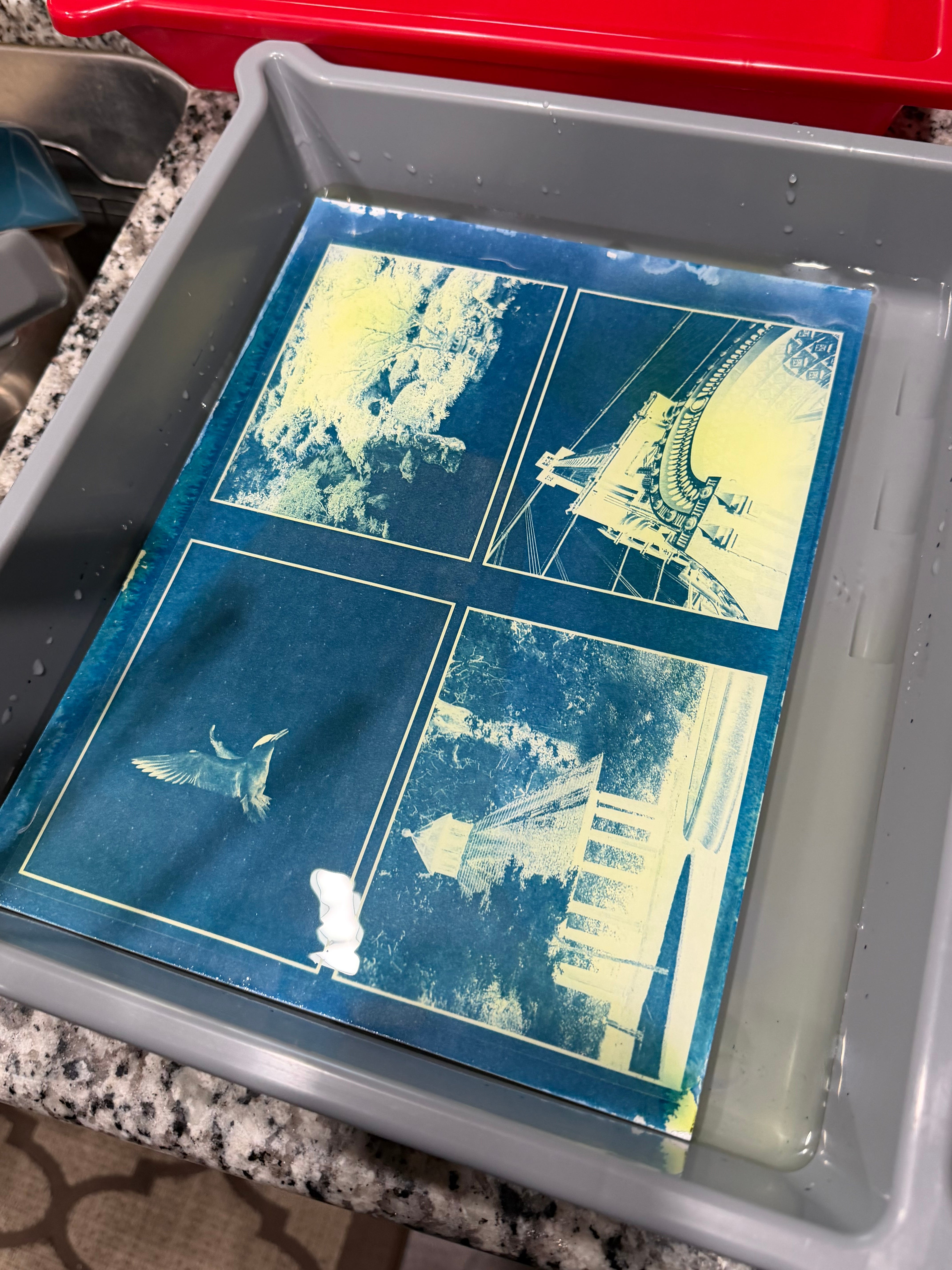 Cyanotype Printing at Home - by Jason Odell