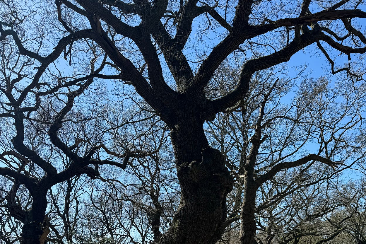 Penfriendship | Evanna Lynch | Substack