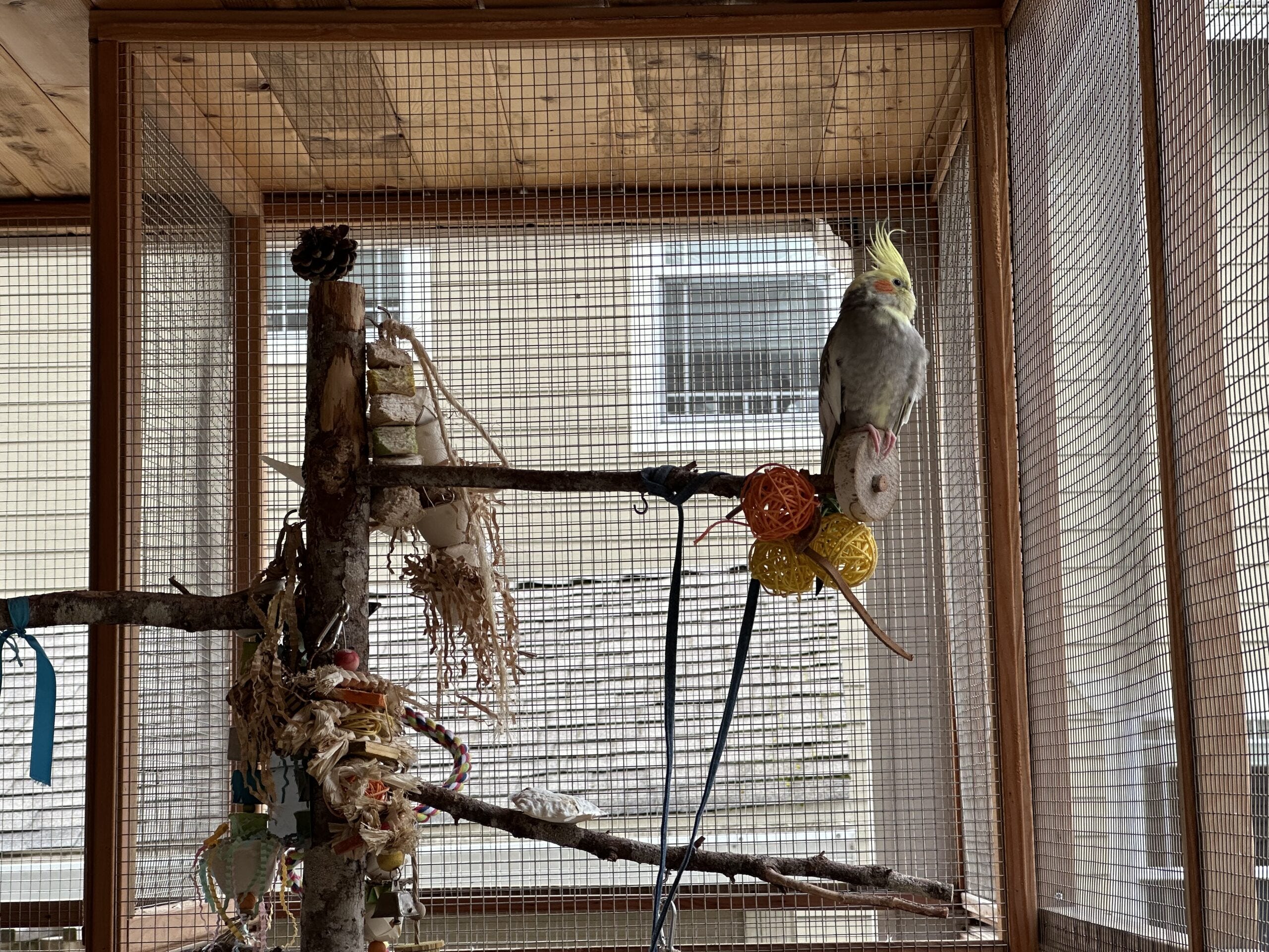 How I made “perch trees” for our aviaries