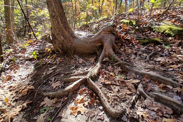 Sarah Kendzior’s Newsletter | Substack