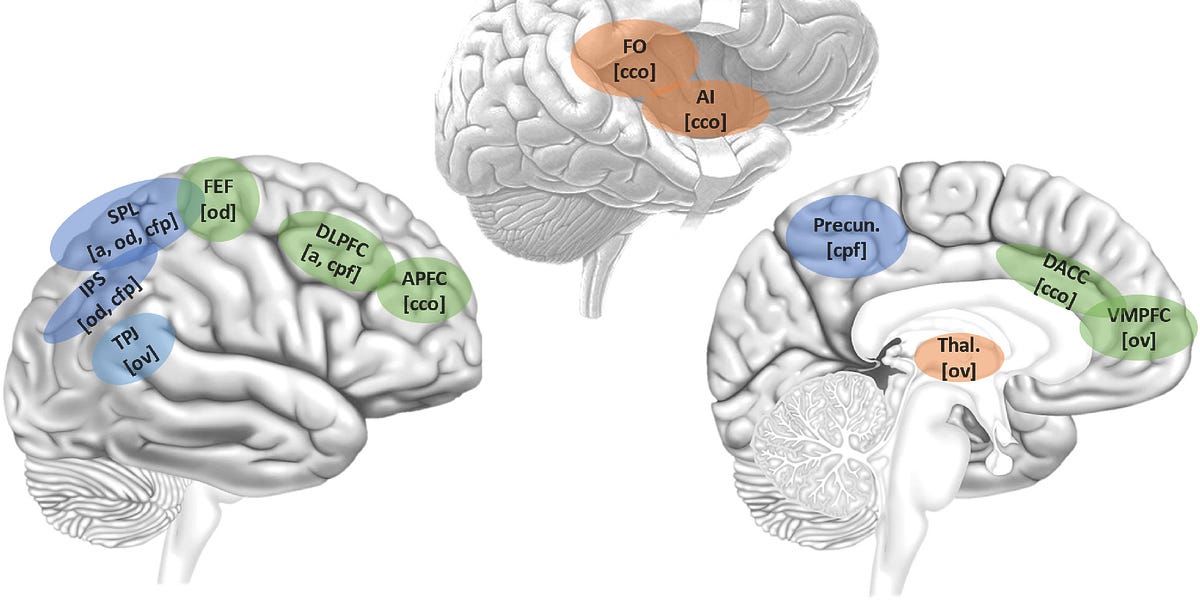 The Attention Gap: Tracing the Neurogenetic Roots of Homo sapiens’ Focus