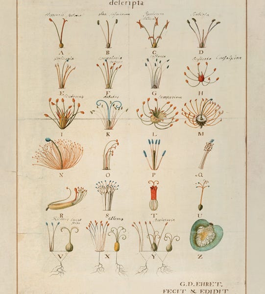 Carl Linnaeus and the Birth of Scientific Classification