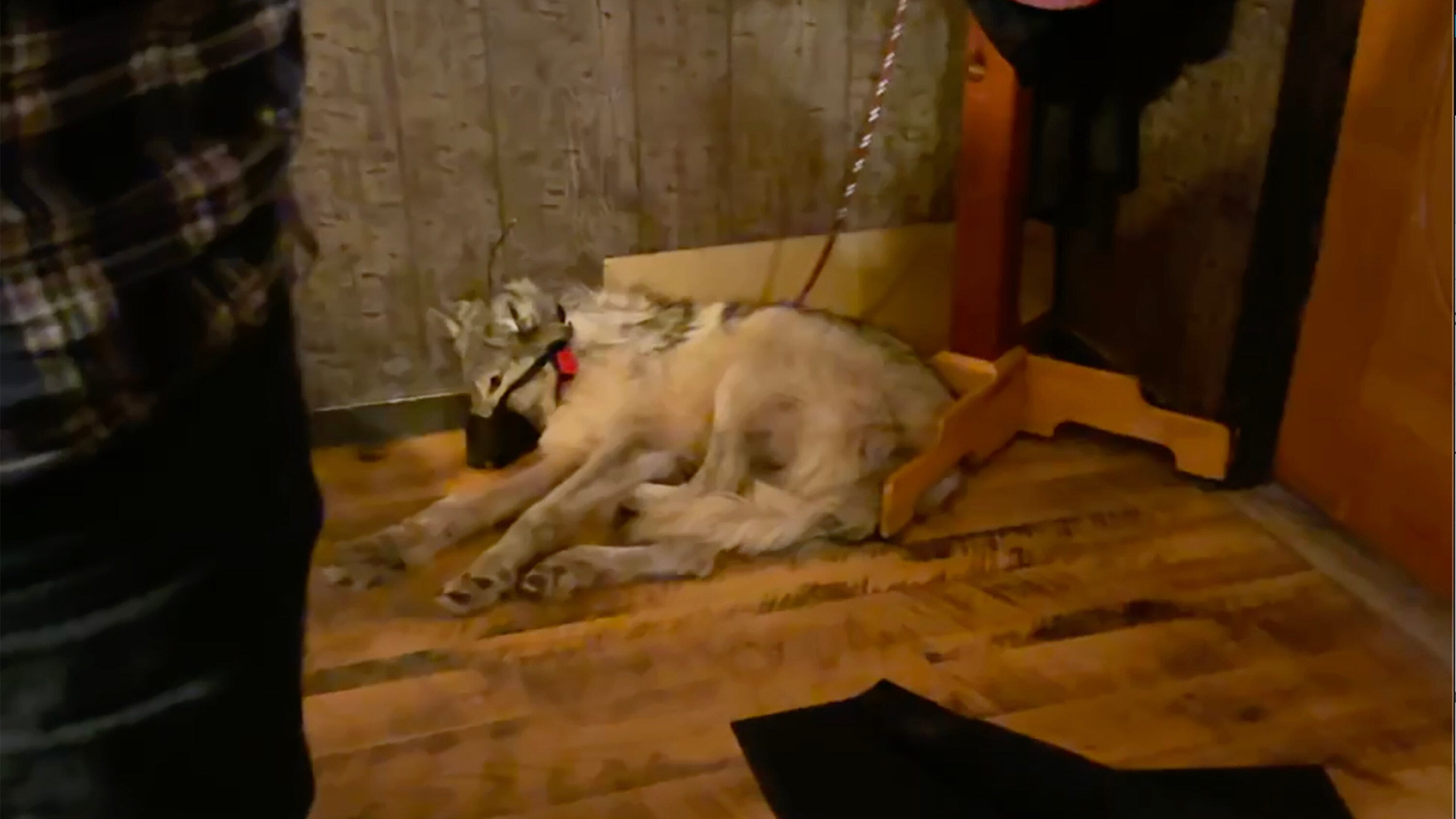 Wyoming’s Reckoning: Does the Law Permit Torture of Wolves?