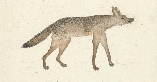 Notebook | BDM | Substack