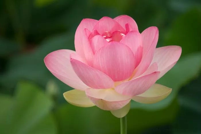 Large-Flowered Lotus Symbolism and Meaning in Love, Death & Bible