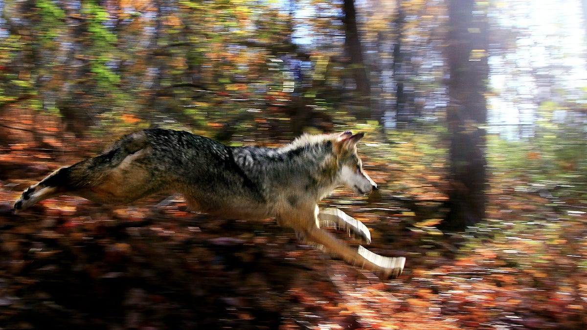 Some thoughts on Taylor, the boundary-defying wolf