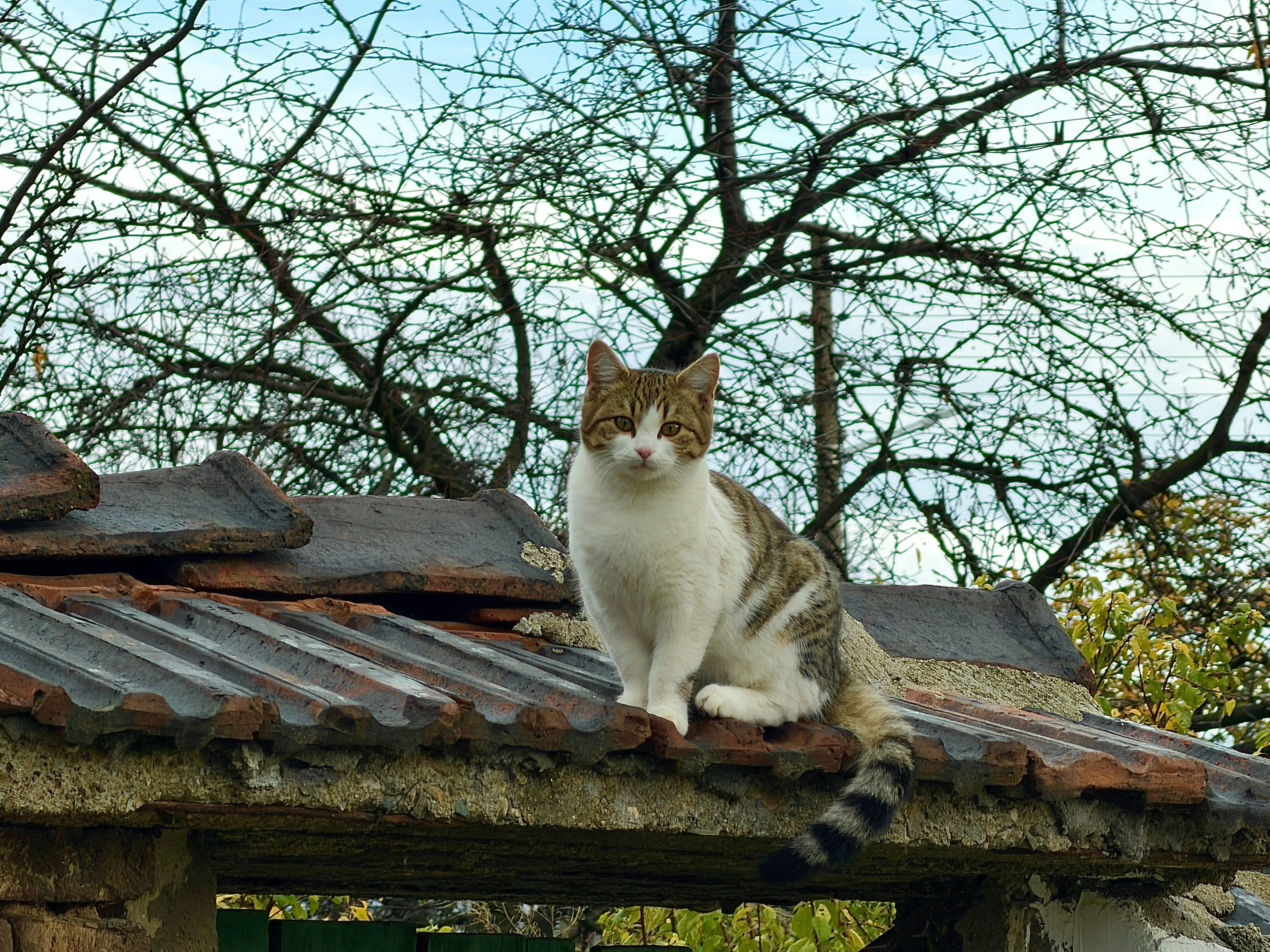 KAT On A Hot Tin Roof: The Knicks Debacle And Other Trade Rumors