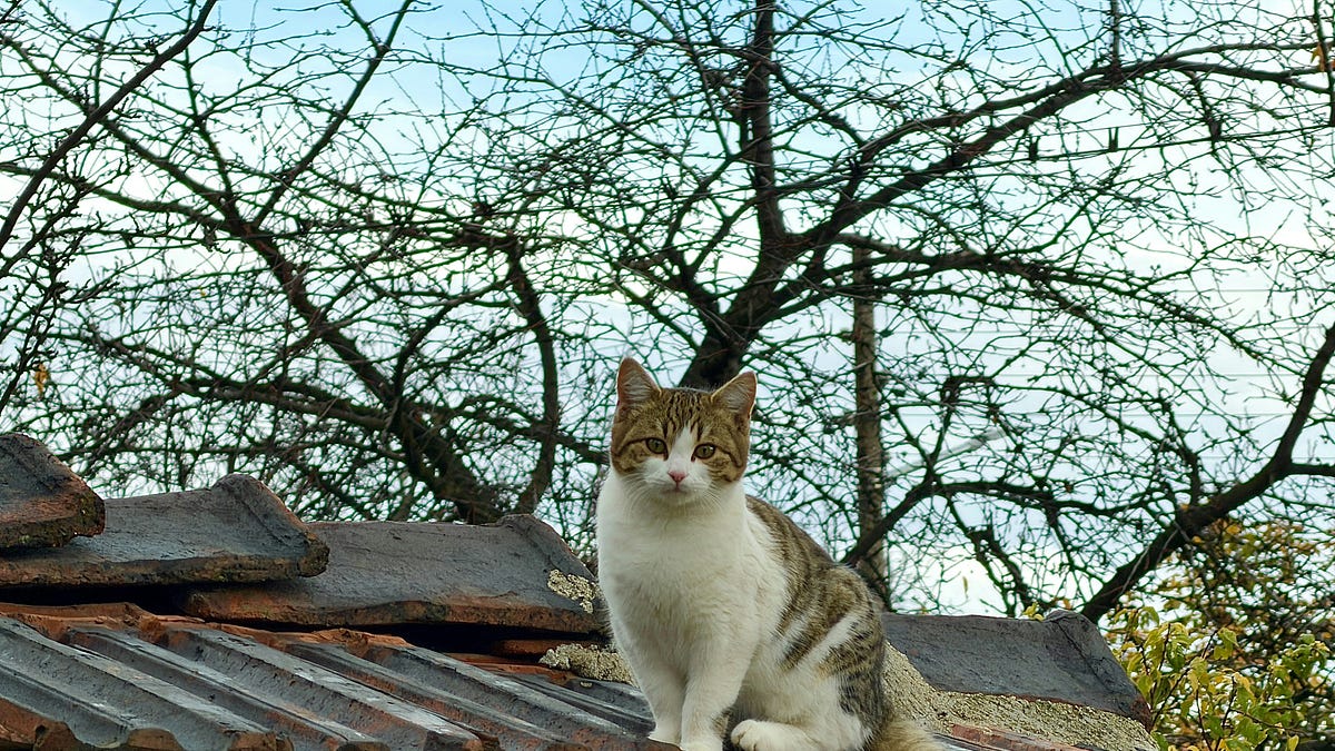 KAT On A Hot Tin Roof: The Knicks Debacle And Other Trade Rumors