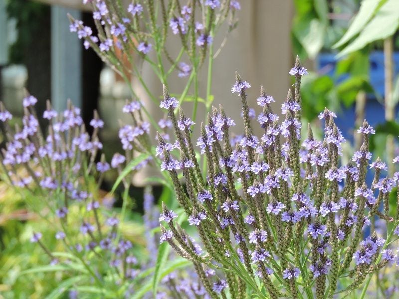 10 of the most Spiritual Garden Plants - by Chris Bell
